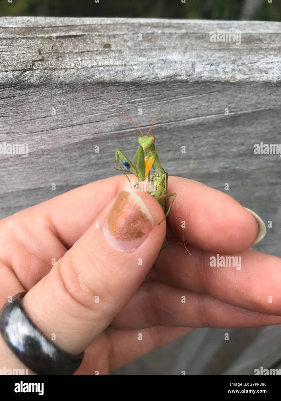 New Zealand Mantis (Orthodera novaezealandiae Stock Photo - Alamy
