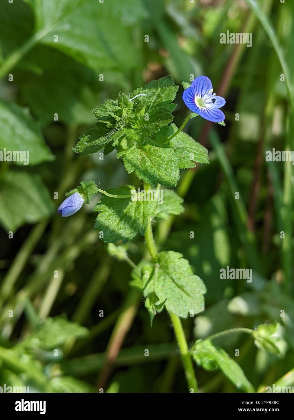 bird's-eye speedwell (Veronica persica Stock Photo - Alamy
