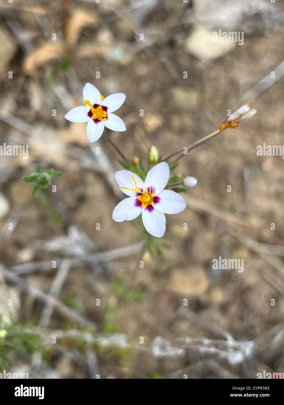 variable linanthus (Leptosiphon parviflorus Stock Photo - Alamy