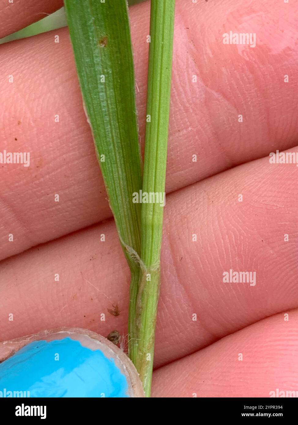 Field woodrush (Luzula campestris Stock Photo - Alamy