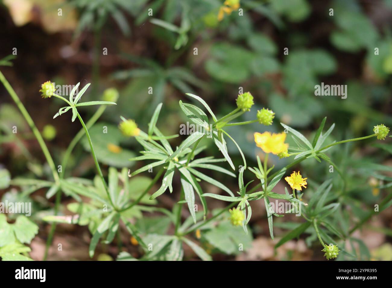Goldilocks Buttercup (Ranunculus auricomus Stock Photo - Alamy