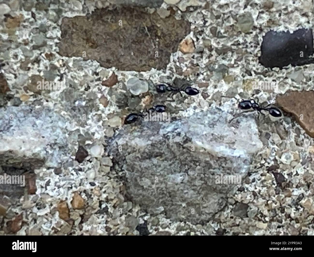 Common Trailing Ant (Monomorium minimum Stock Photo - Alamy