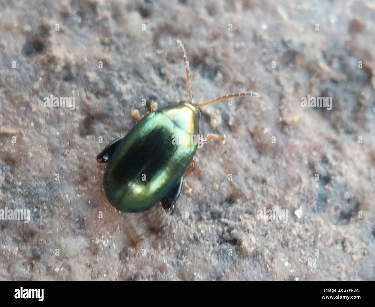 Flea Beetles (Alticini Stock Photo - Alamy