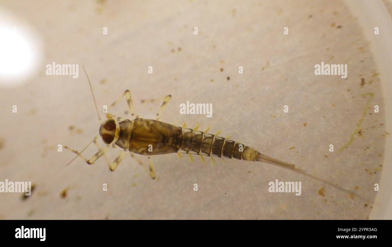 Small Mayflies (Baetidae Stock Photo - Alamy