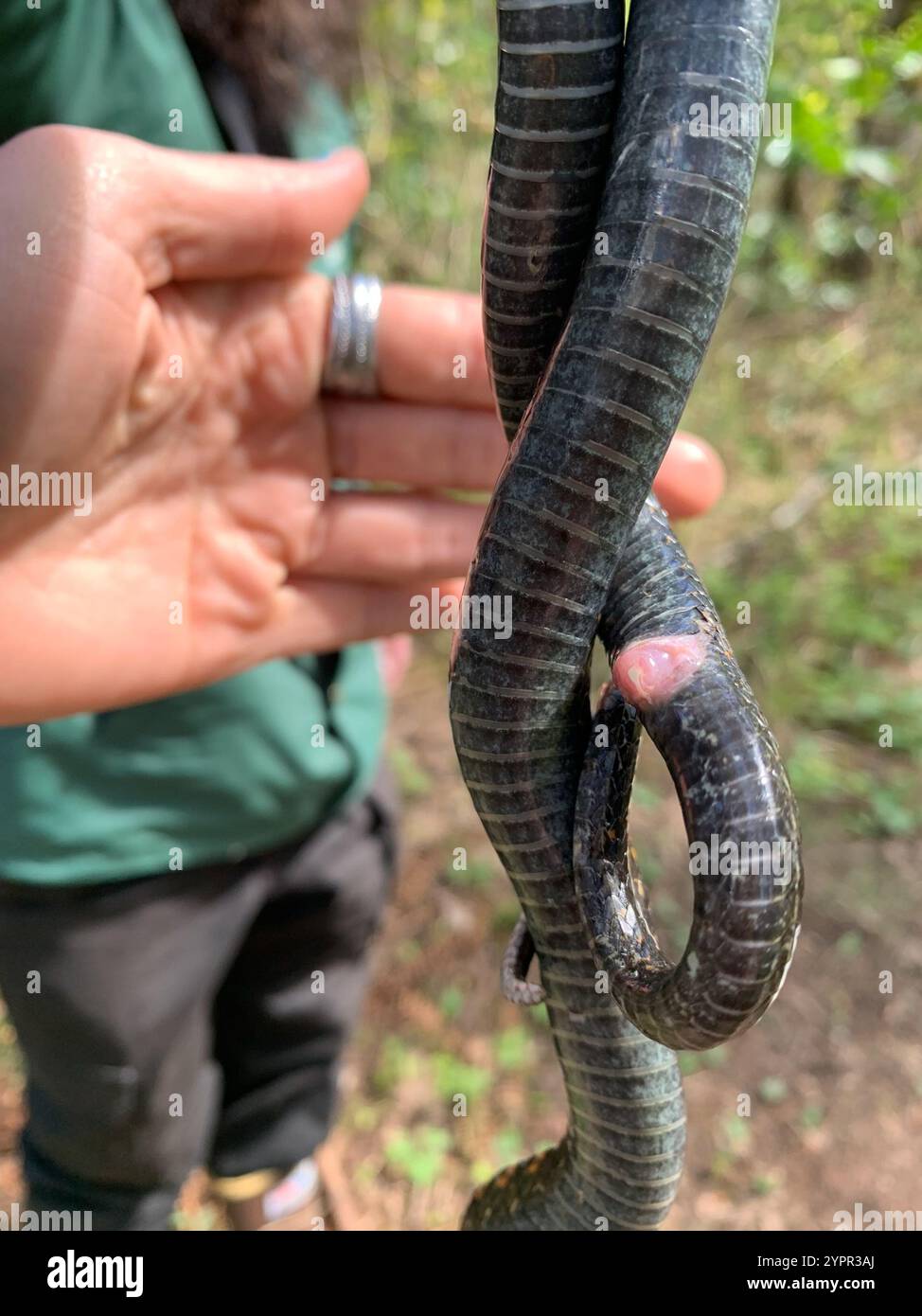Red-spotted Garter Snake (Thamnophis sirtalis concinnus Stock Photo - Alamy