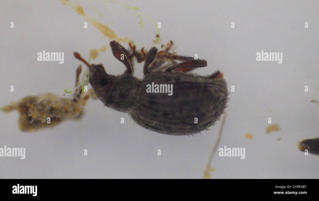 Hair-banded Broad-nosed Weevil (Myosides seriehispidus Stock Photo - Alamy
