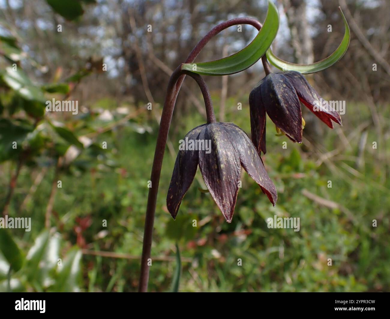 checker lily (Fritillaria affinis Stock Photo - Alamy