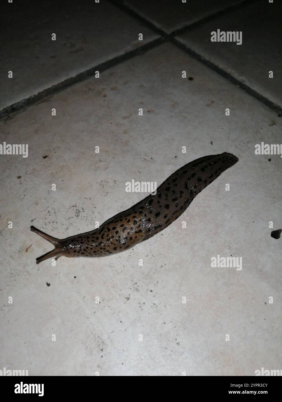 Leopard Slug (Limax maximus Stock Photo - Alamy