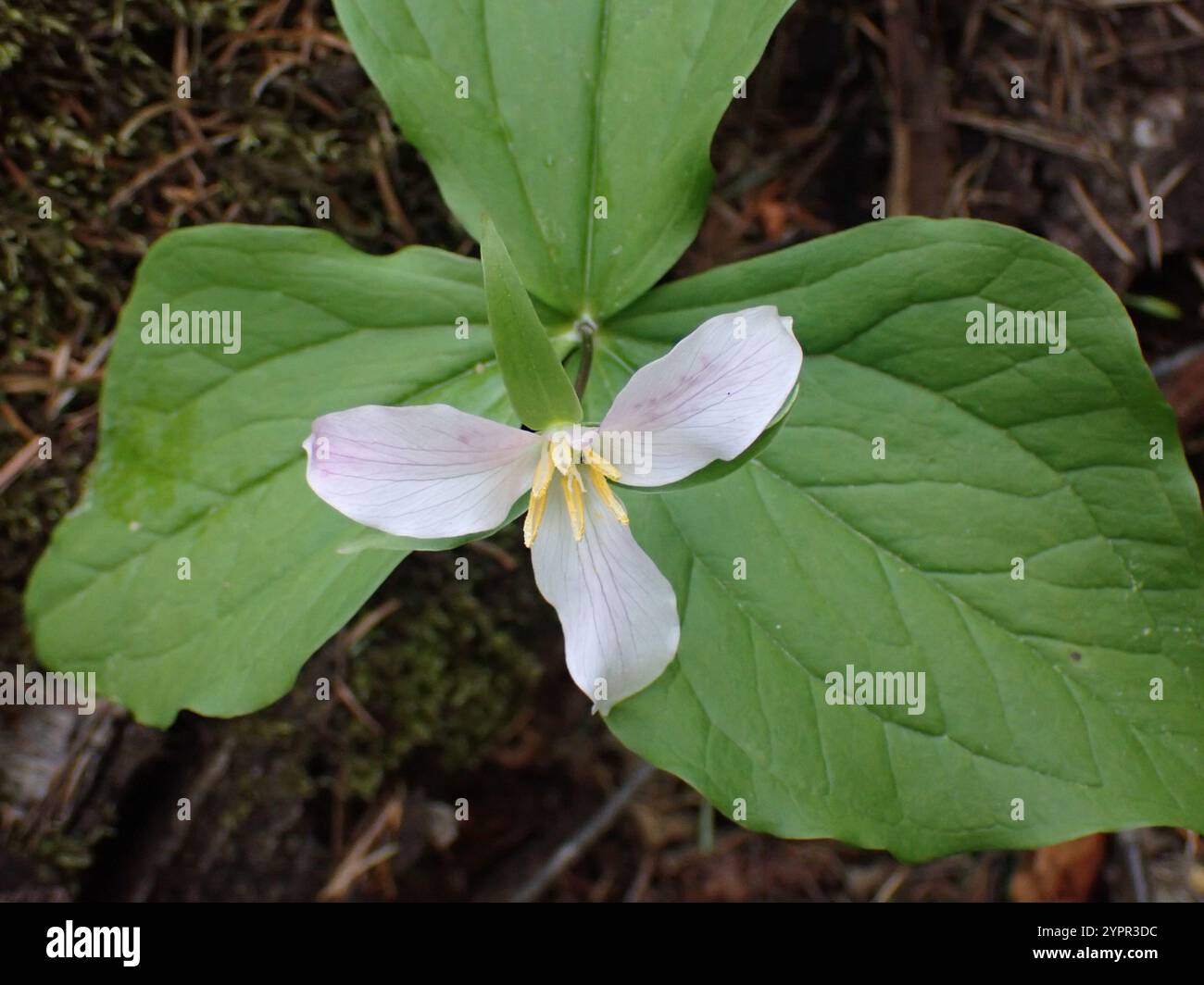 Pacific trillium (Trillium ovatum Stock Photo - Alamy