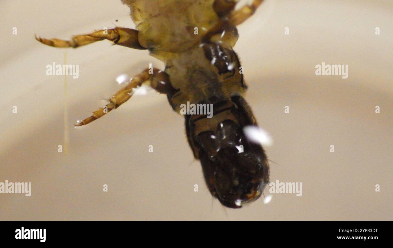 Net-spinning Caddisflies (Hydropsychidae Stock Photo - Alamy
