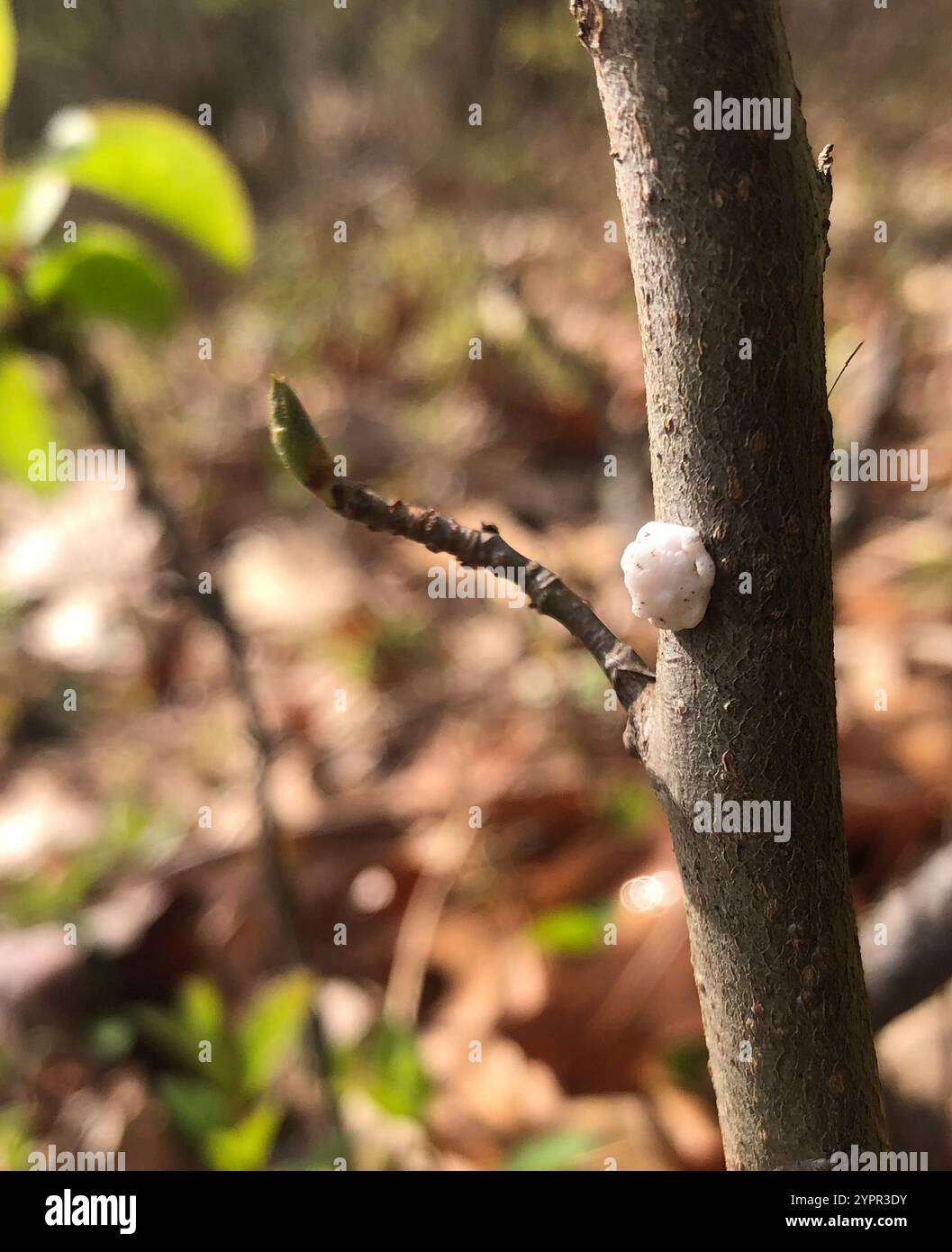 Wax Scales (Ceroplastes Stock Photo - Alamy