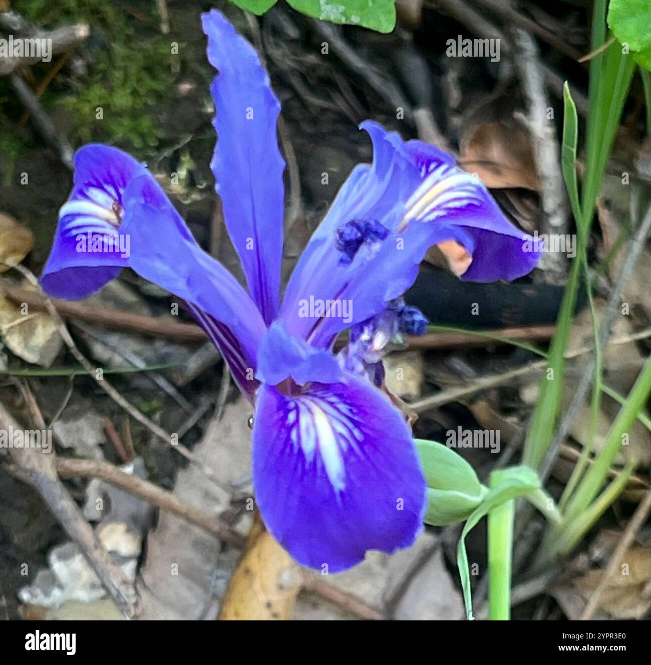 Douglas iris (Iris douglasiana Stock Photo - Alamy