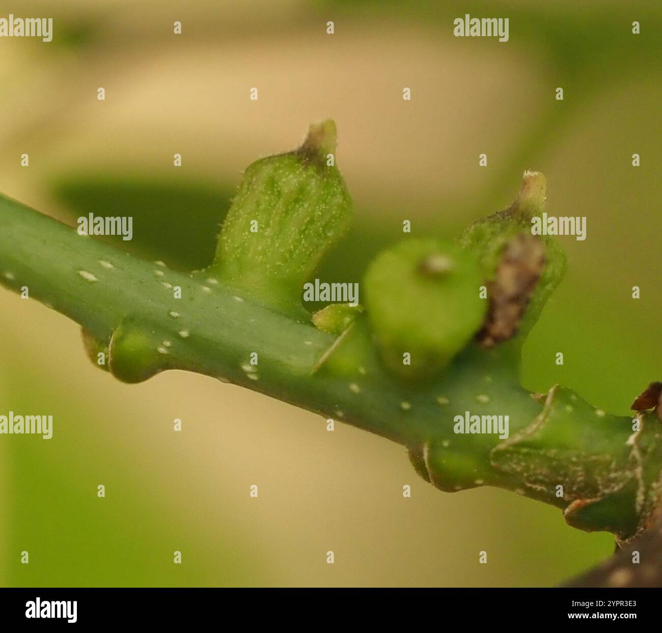 Hackberry Columnar Stem Gall Midge (Celticecis ramicola Stock Photo - Alamy