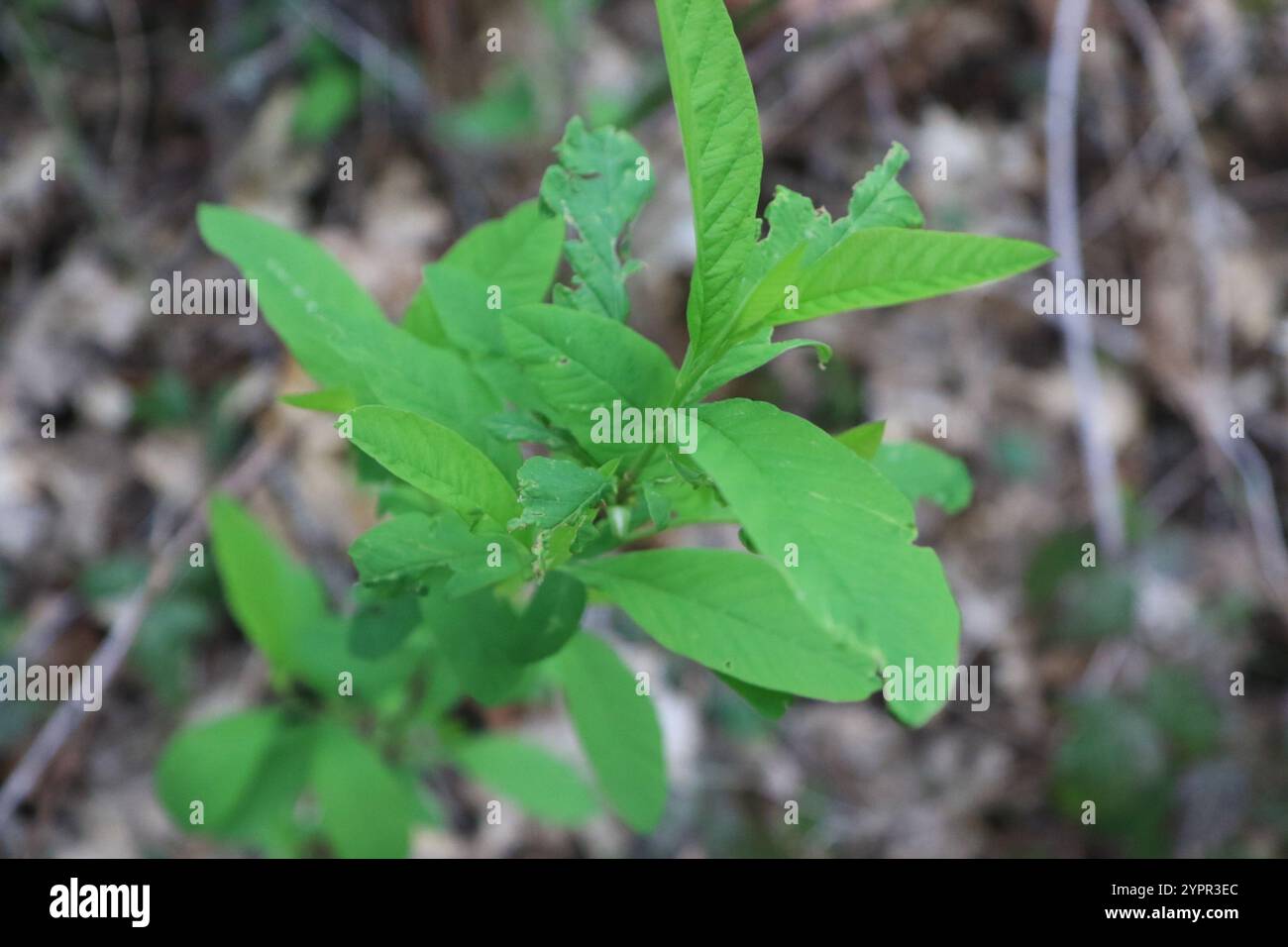 Osoberry (Oemleria cerasiformis Stock Photo - Alamy