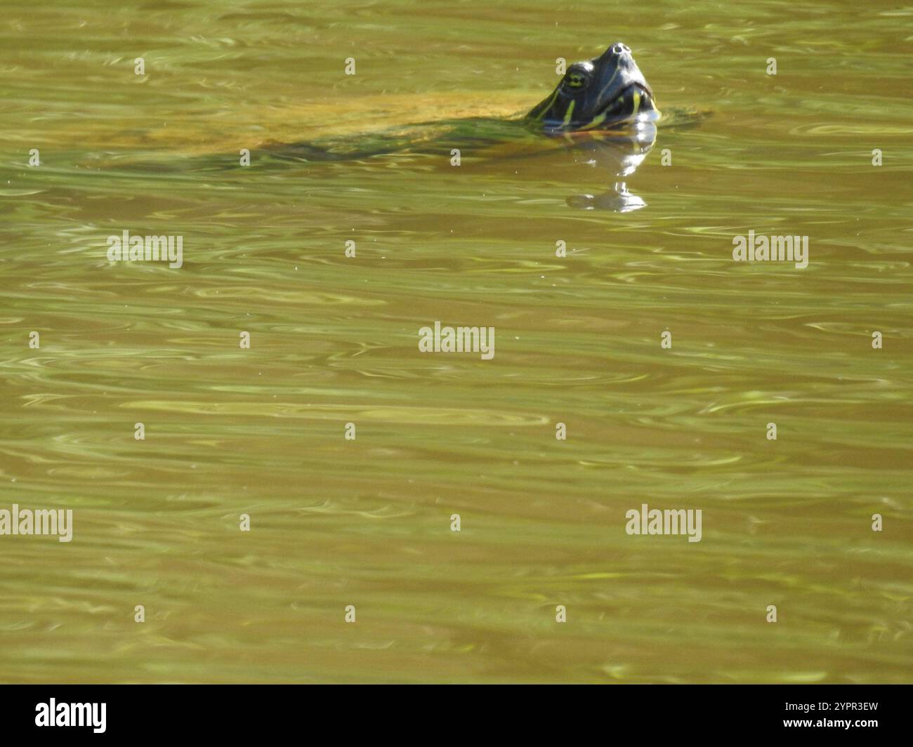 River Cooter (Pseudemys concinna Stock Photo - Alamy