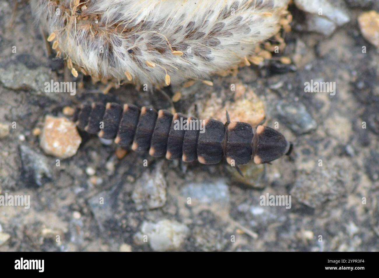European Glow-worm (Lampyris noctiluca Stock Photo - Alamy