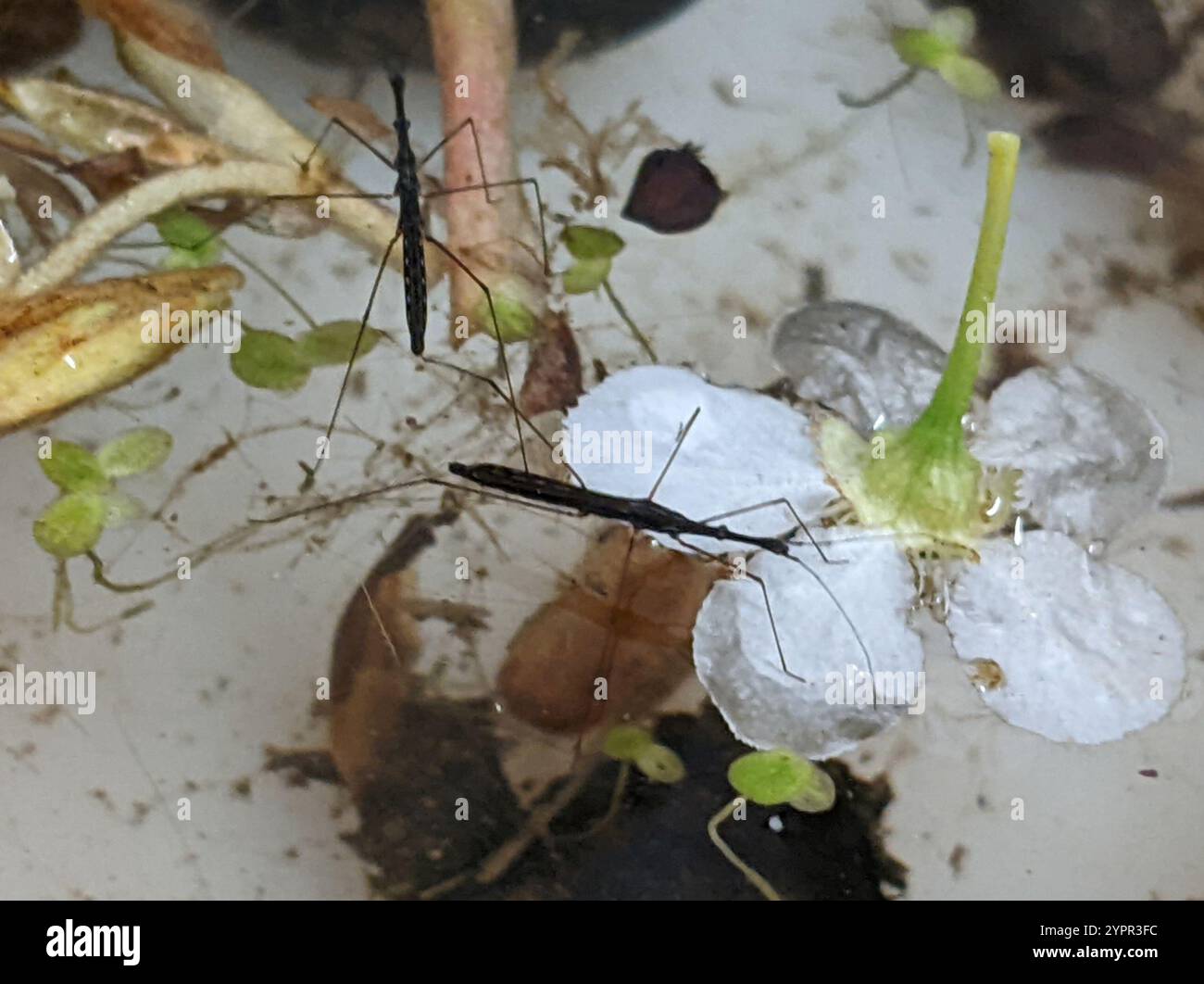 Common Water Measurer (Hydrometra stagnorum Stock Photo - Alamy