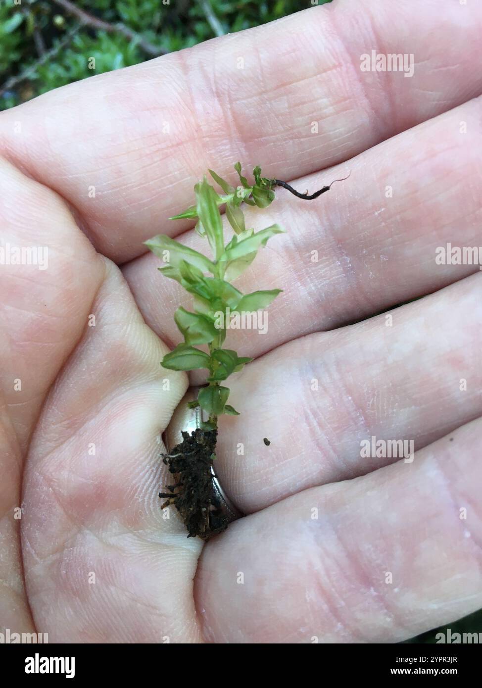 Badge Moss (Plagiomnium insigne Stock Photo - Alamy