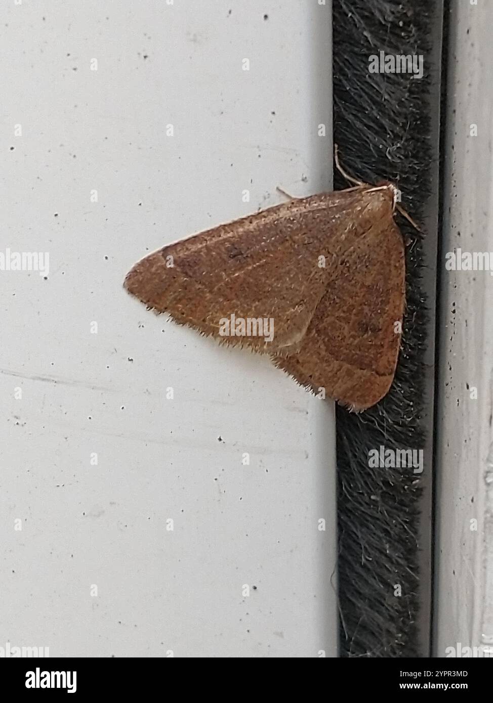 Early moth hi-res stock photography and images - Alamy