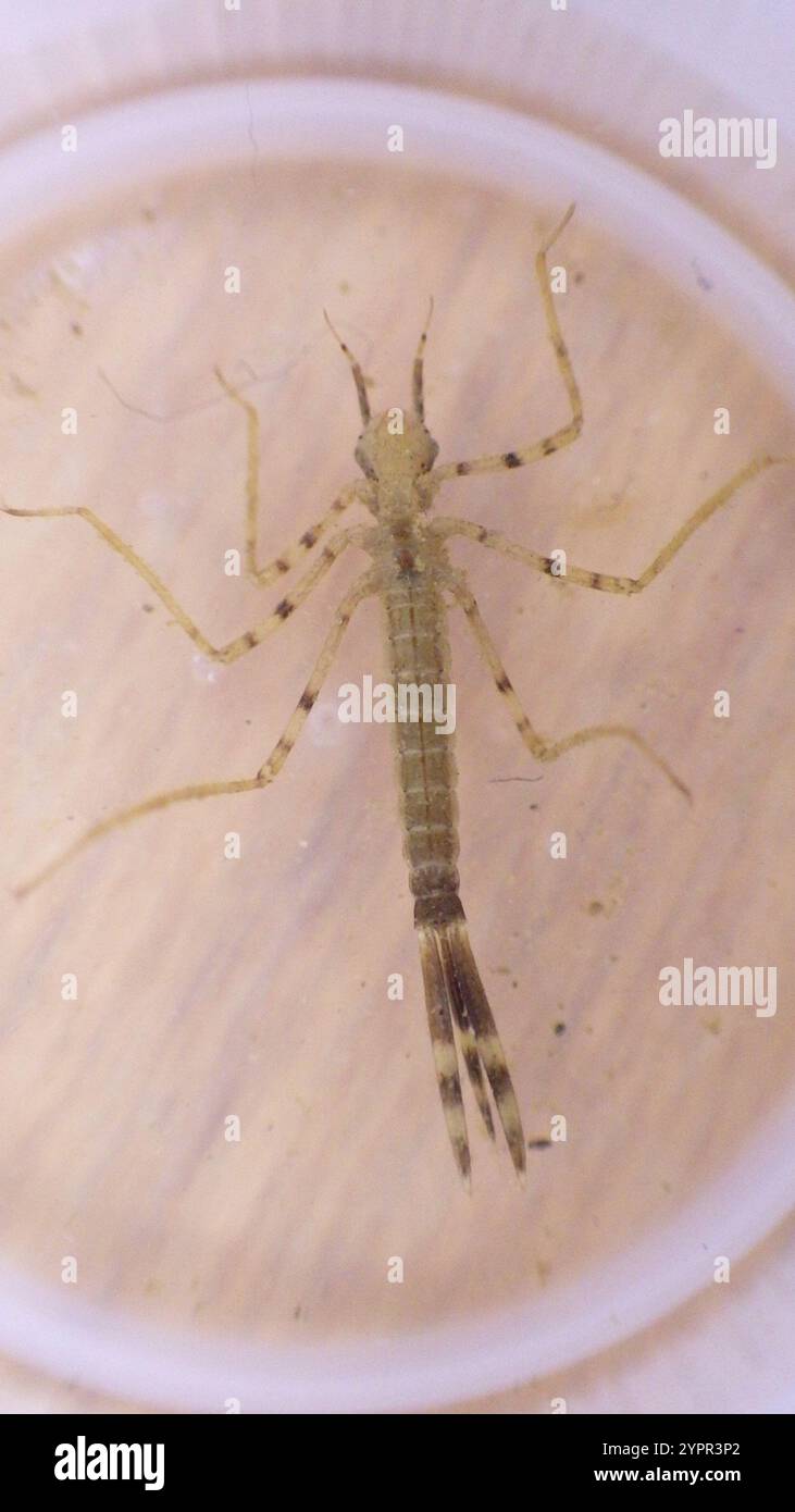Broad-winged Damselflies (Calopterygidae Stock Photo - Alamy