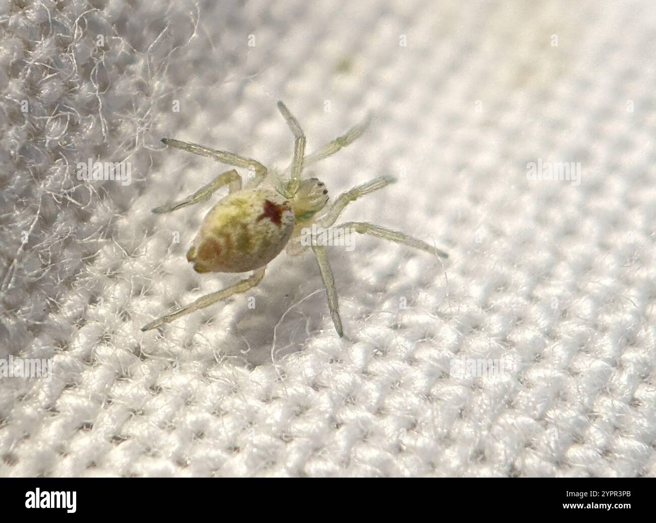 Bleeding heart spider hi-res stock photography and images - Alamy