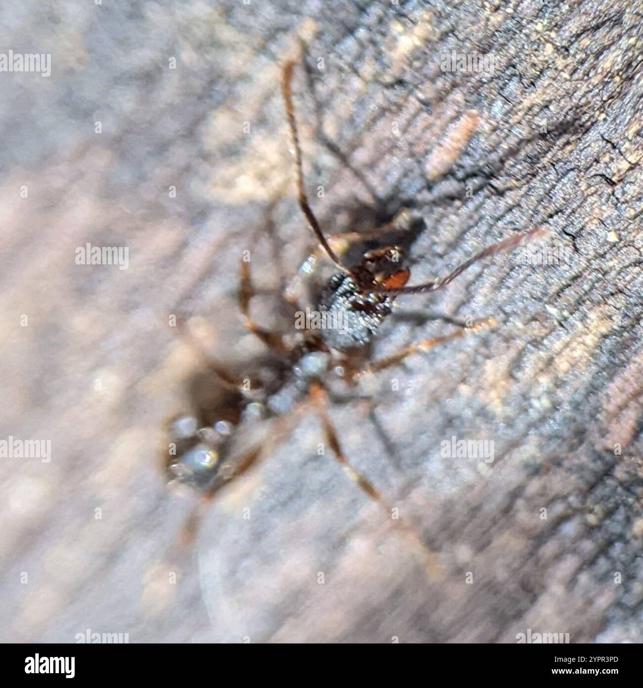 Aphaenogaster picea hi-res stock photography and images - Alamy