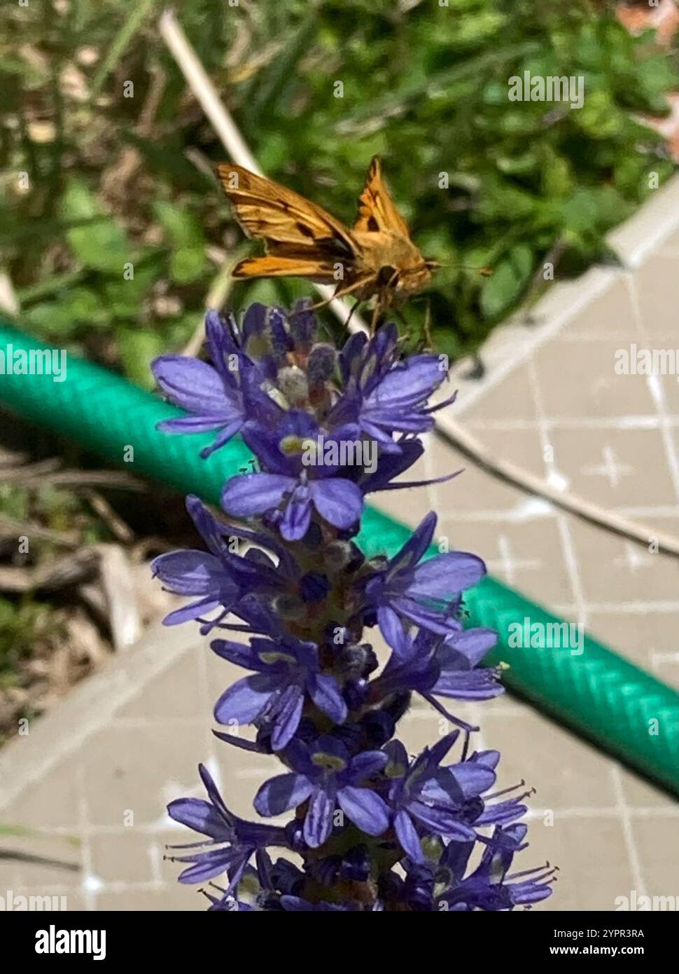 Fiery Skipper (Hylephila phyleus Stock Photo - Alamy