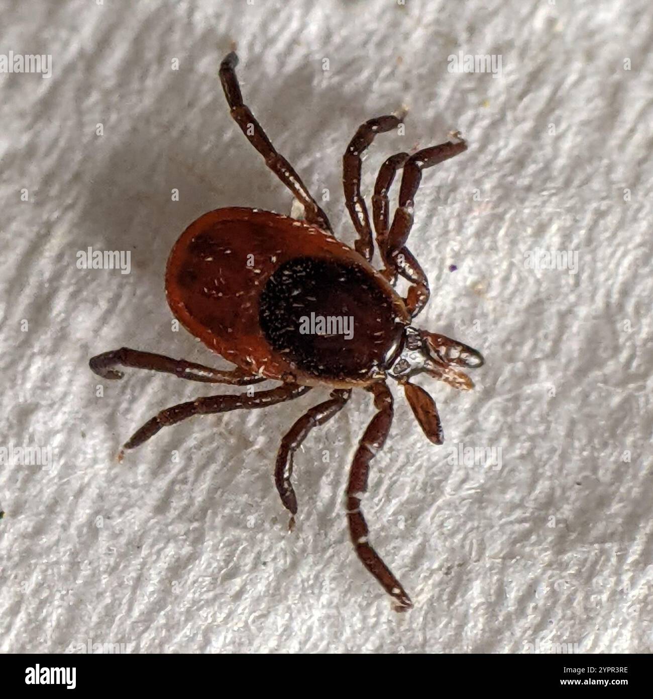 Eastern Black-legged Tick (Ixodes scapularis Stock Photo - Alamy
