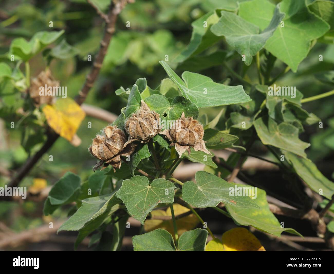 Taiwan cotton rose (Hibiscus taiwanensis Stock Photo - Alamy