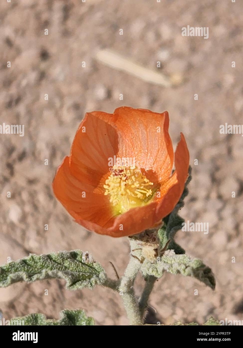 Spear globemallow hi-res stock photography and images - Alamy