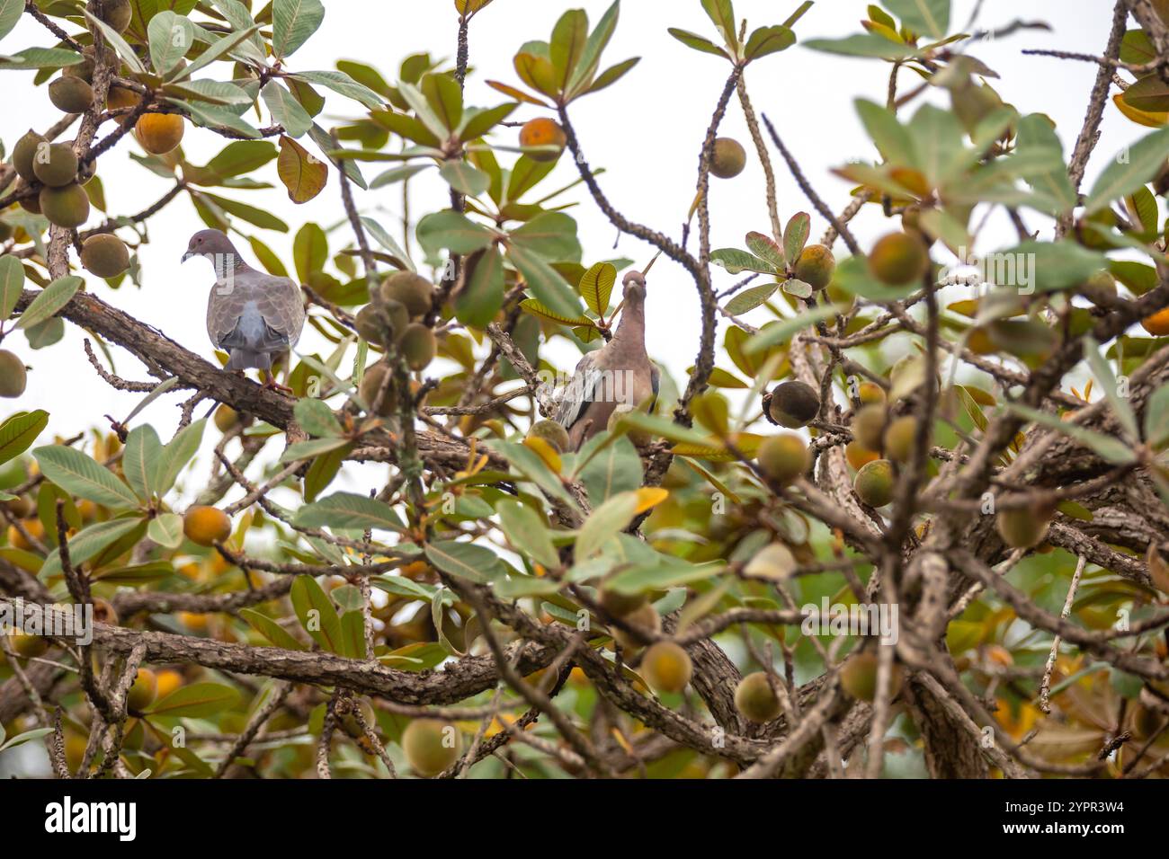 Curriola (Pouteria ramiflora) wild fruit from the Brazilian cerrado ...