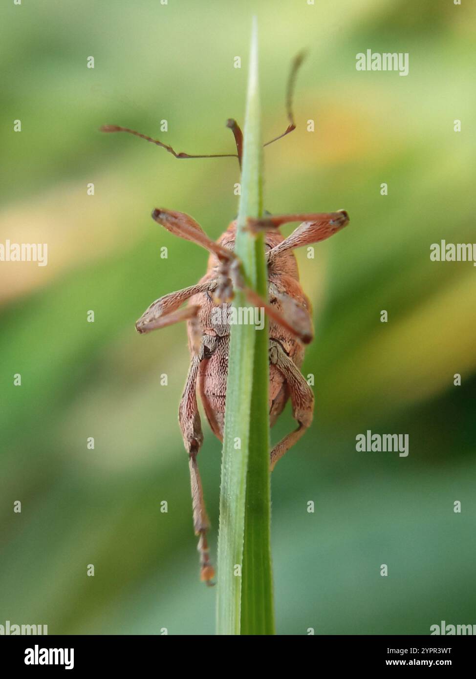 Nut and Acorn Weevils (Curculio Stock Photo - Alamy