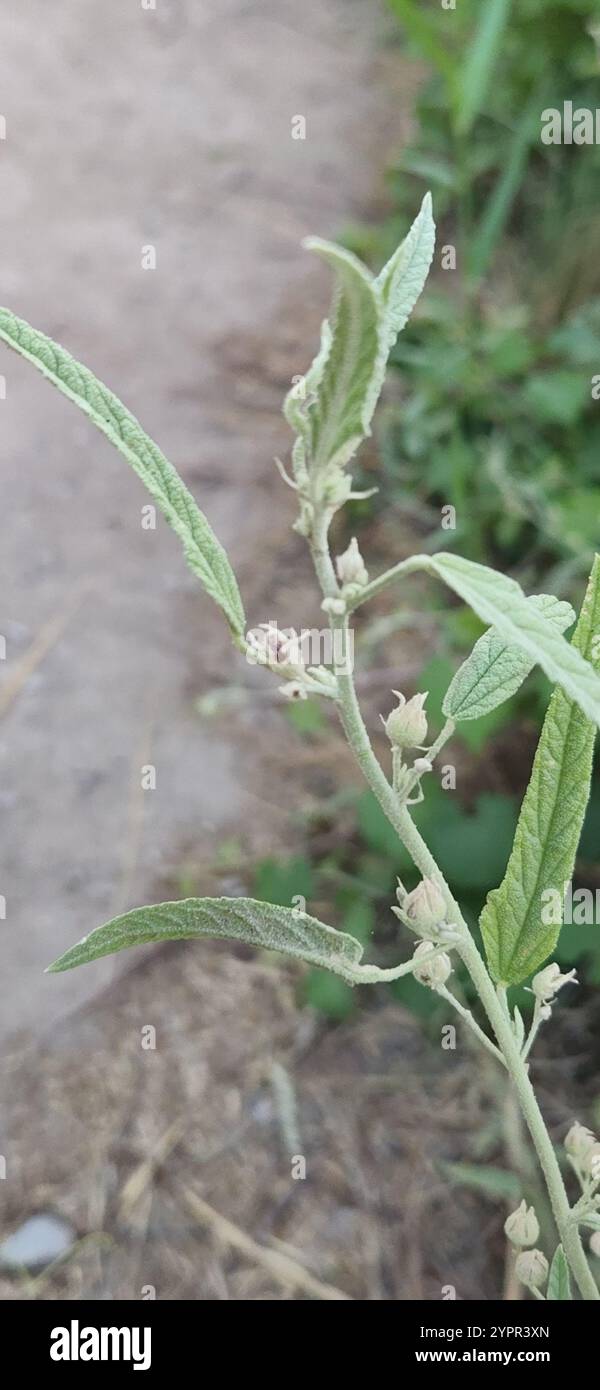 narrowleaf globemallow (Sphaeralcea angustifolia Stock Photo - Alamy