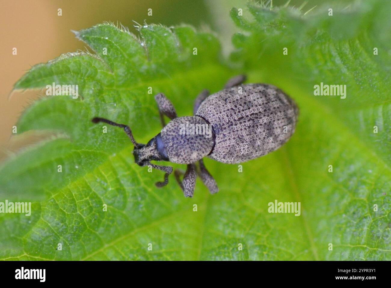 Clay-coloured Weevil (Otiorhynchus singularis Stock Photo - Alamy