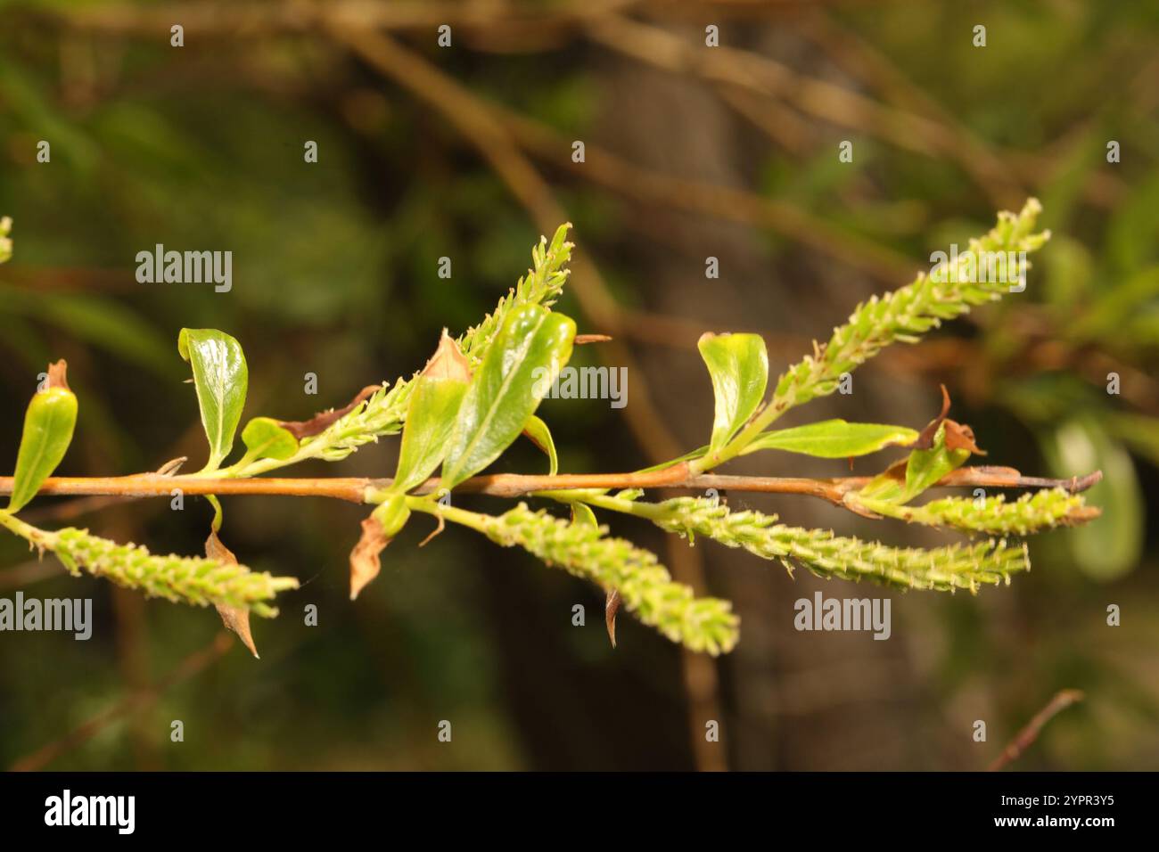 Almond Willow (Salix triandra Stock Photo - Alamy