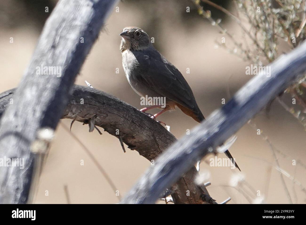Canyon Towhee (Melozone fusca Stock Photo - Alamy