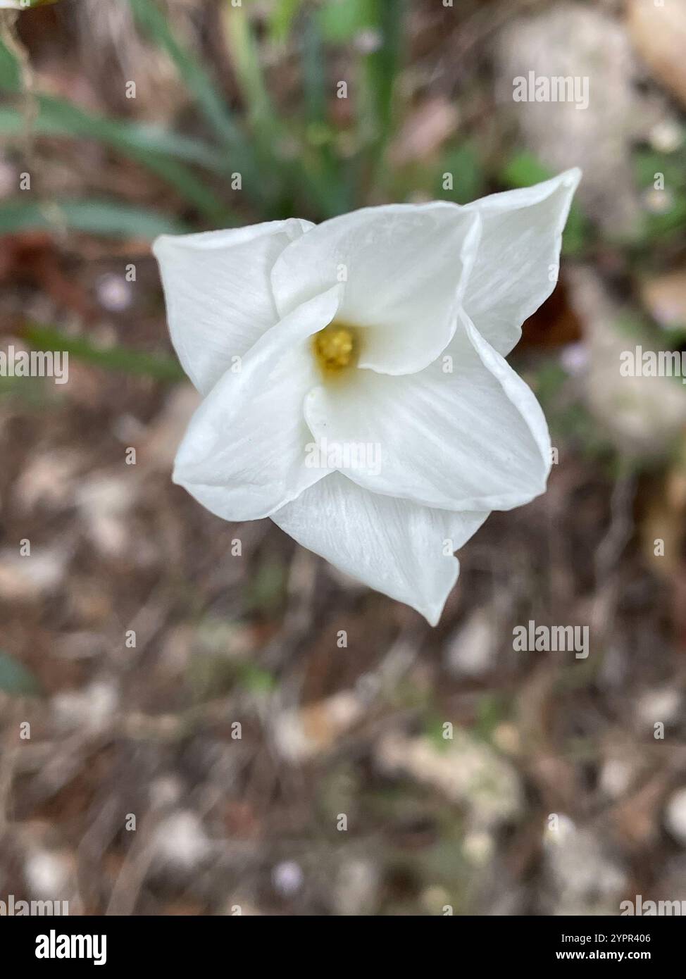 Drummond's rain lily (Zephyranthes drummondii Stock Photo - Alamy