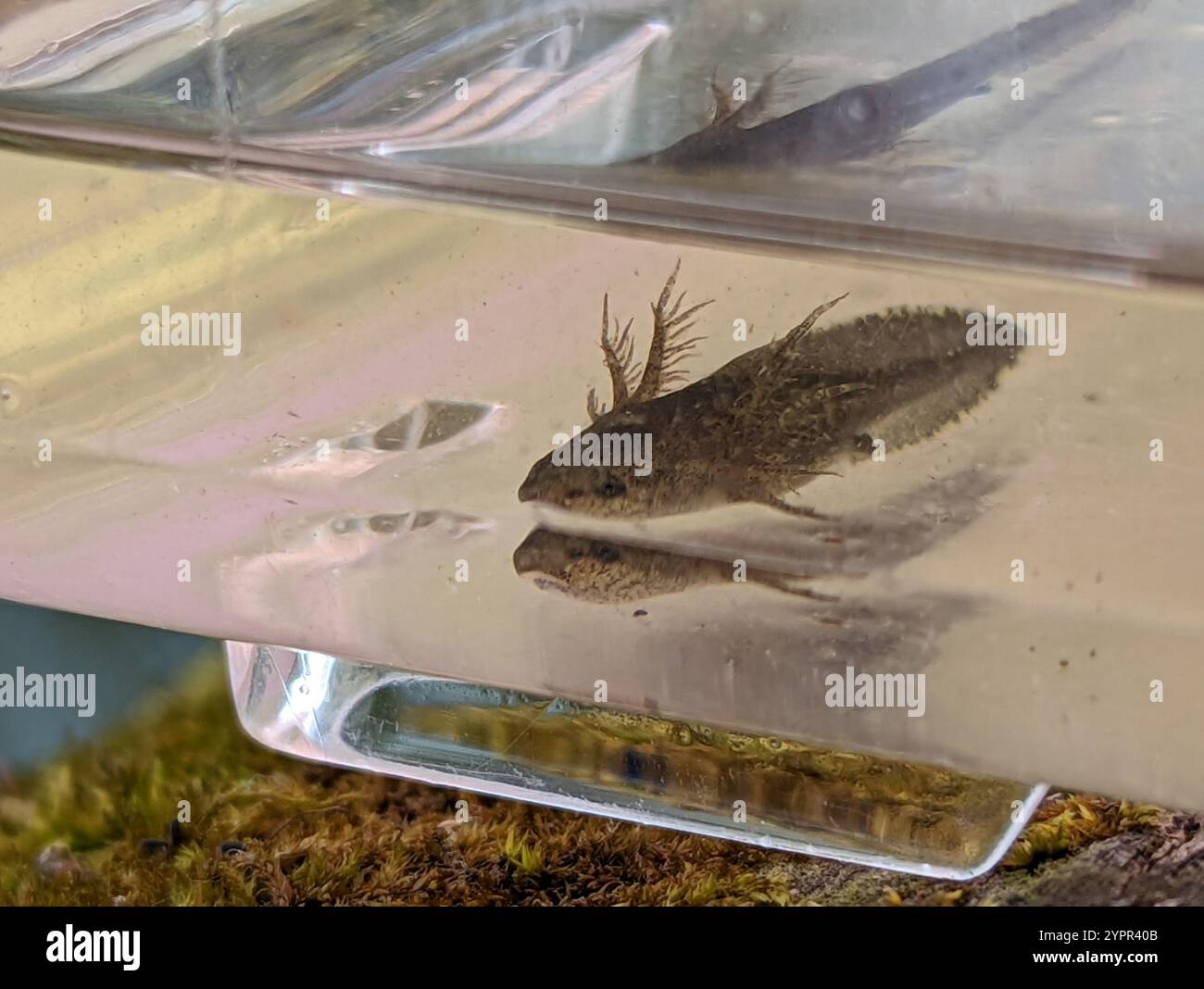Mole salamanders hi-res stock photography and images - Alamy