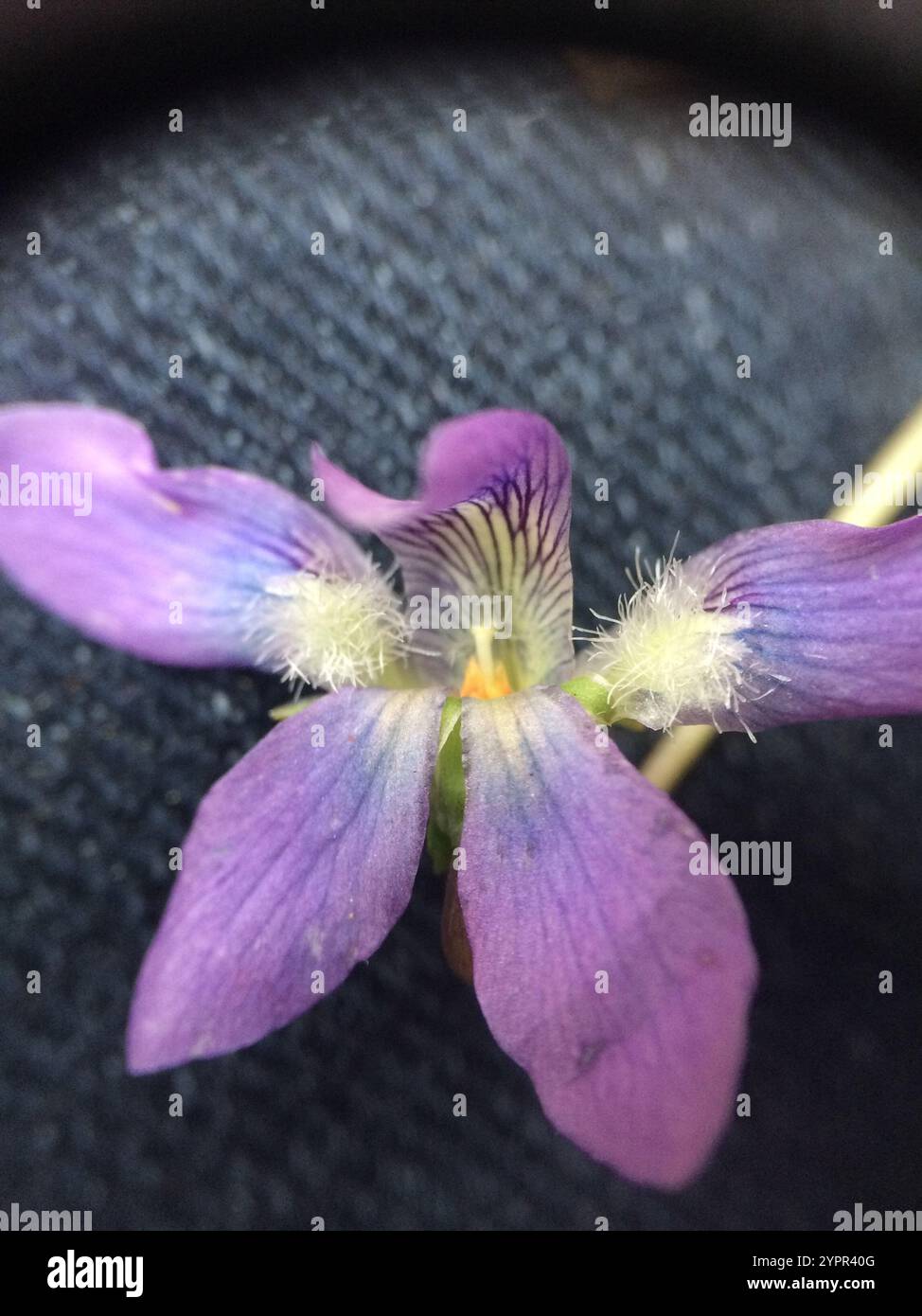 Viola affinis hi-res stock photography and images - Alamy