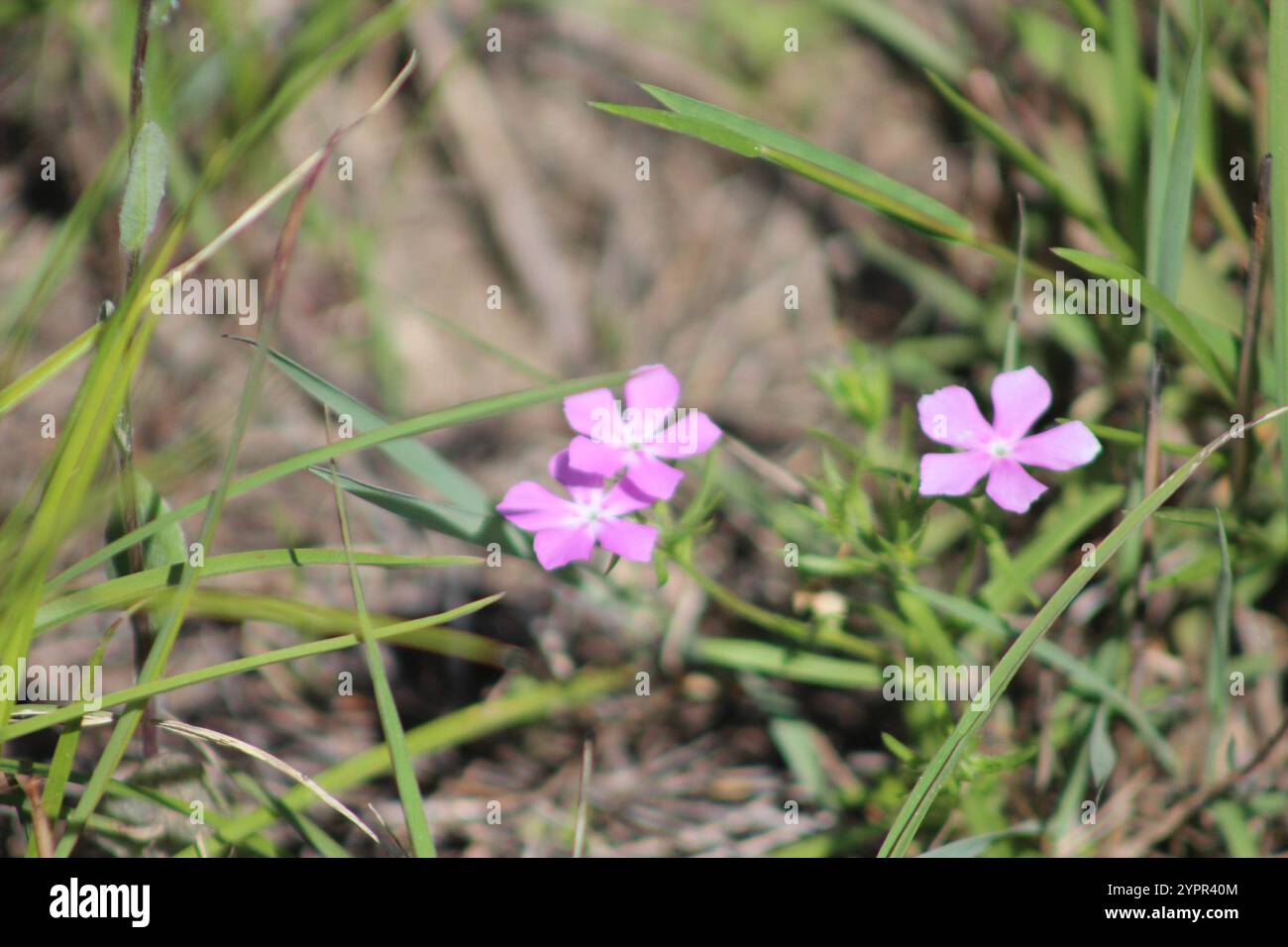 Phlox cuspidata hi-res stock photography and images - Alamy