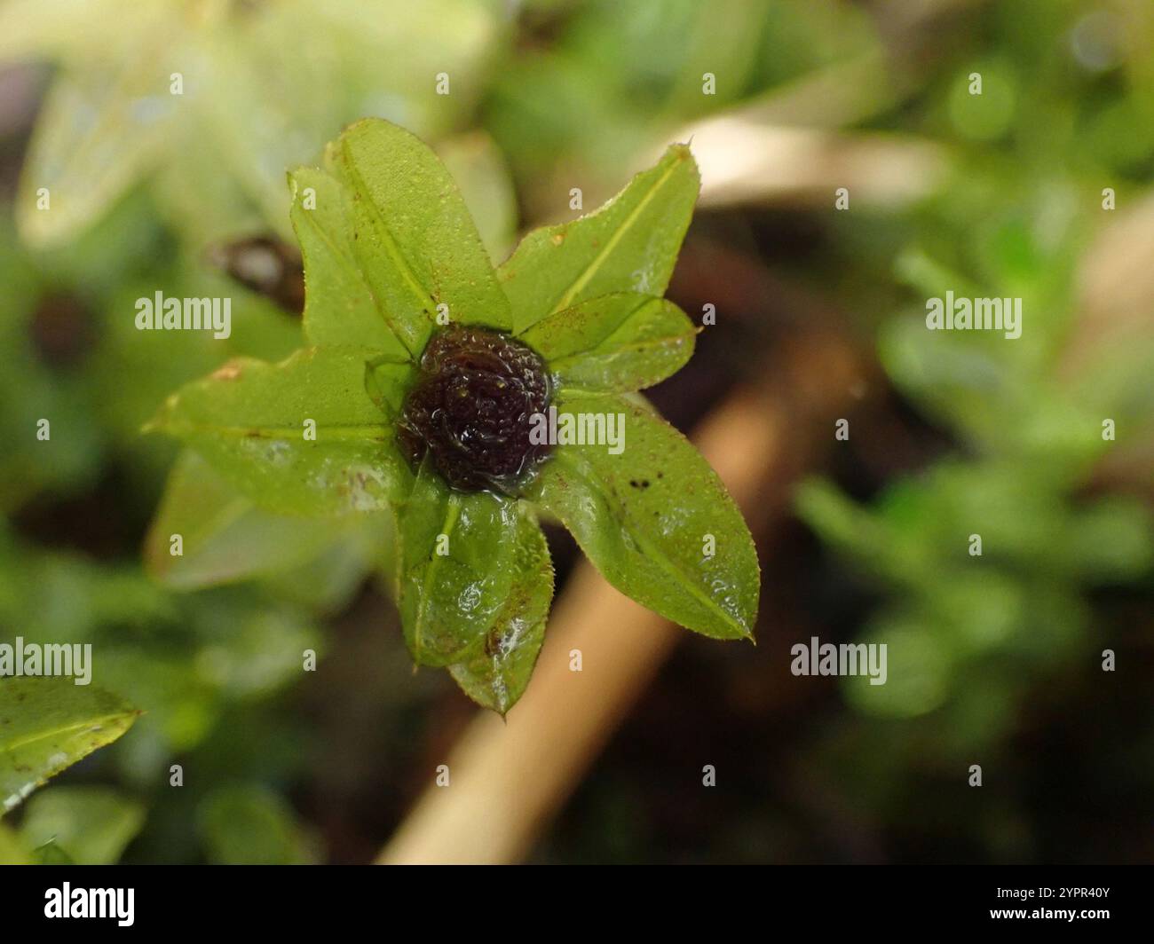Badge Moss (Plagiomnium insigne Stock Photo - Alamy
