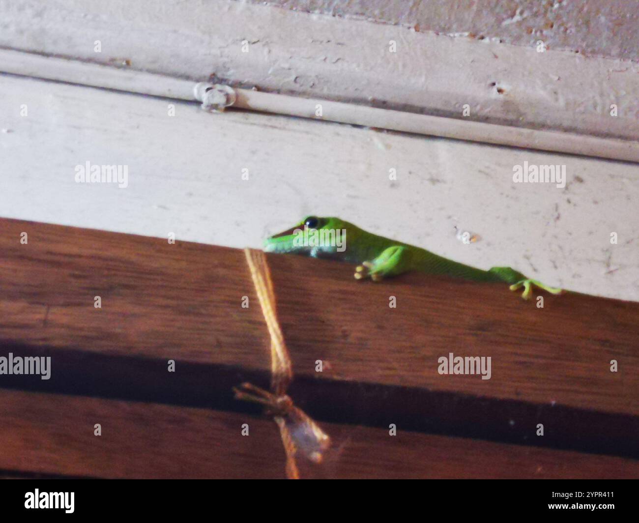 Madagascar Giant Day Gecko (Phelsuma grandis Stock Photo - Alamy