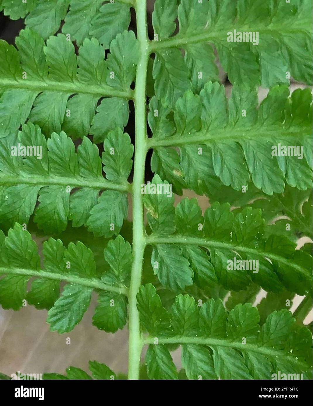 southern lady fern (Athyrium asplenioides Stock Photo - Alamy
