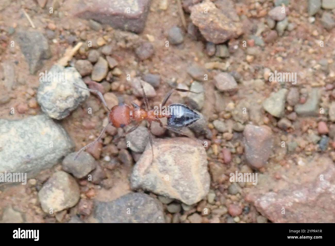 Brown Cocktail Ant (Crematogaster melanogaster Stock Photo - Alamy