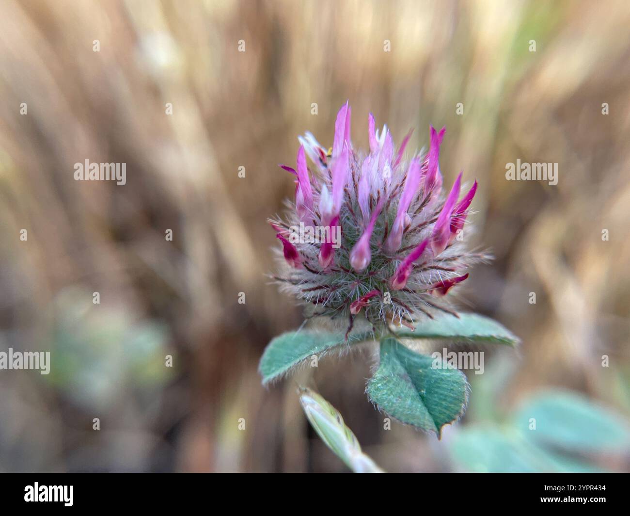 Rose Clover (Trifolium hirtum Stock Photo - Alamy