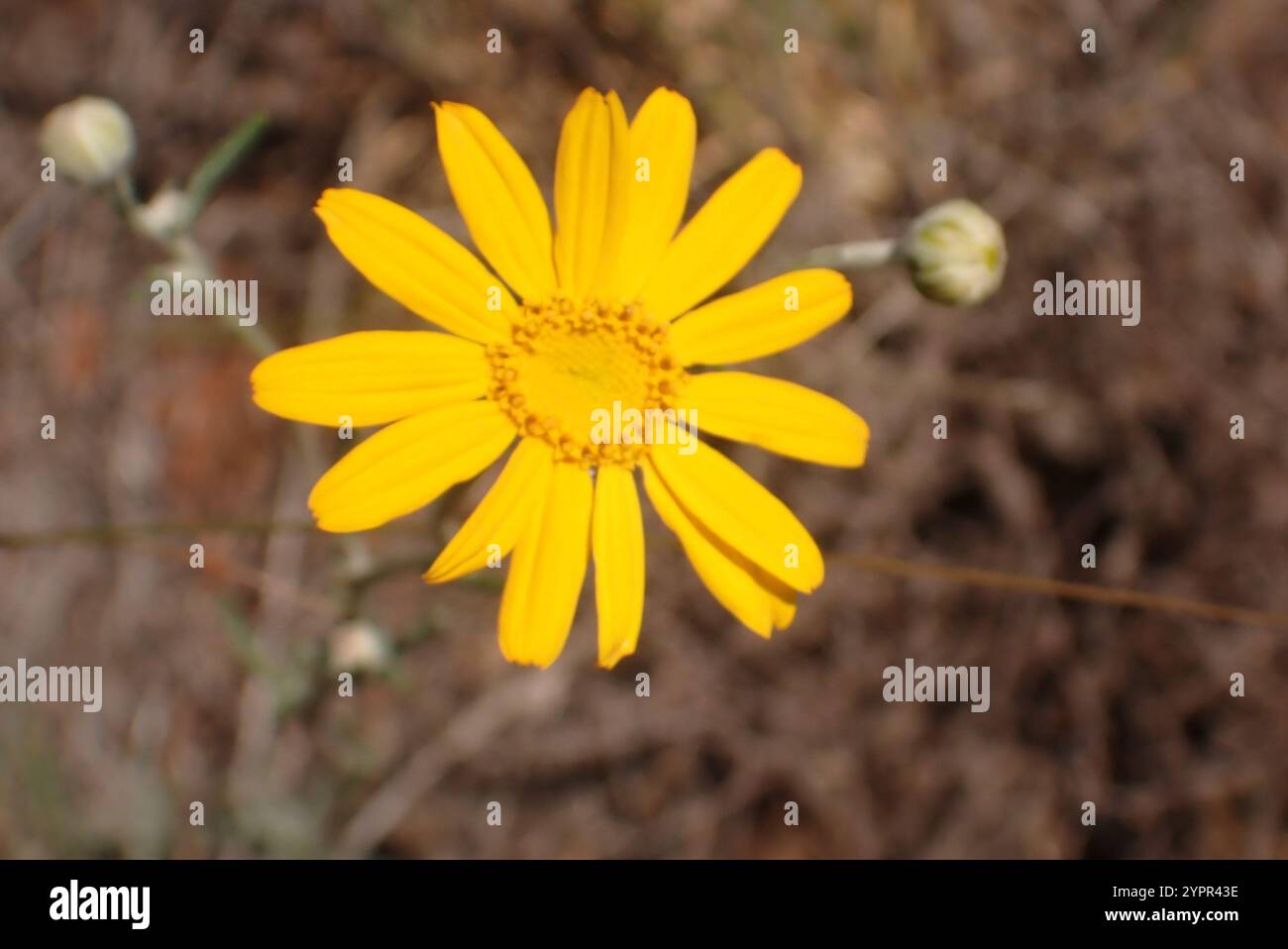 common woolly sunflower (Eriophyllum lanatum Stock Photo - Alamy