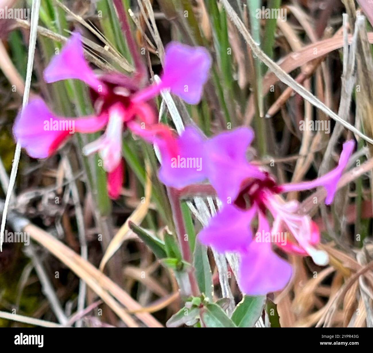 Elegant Clarkia (Clarkia unguiculata Stock Photo - Alamy