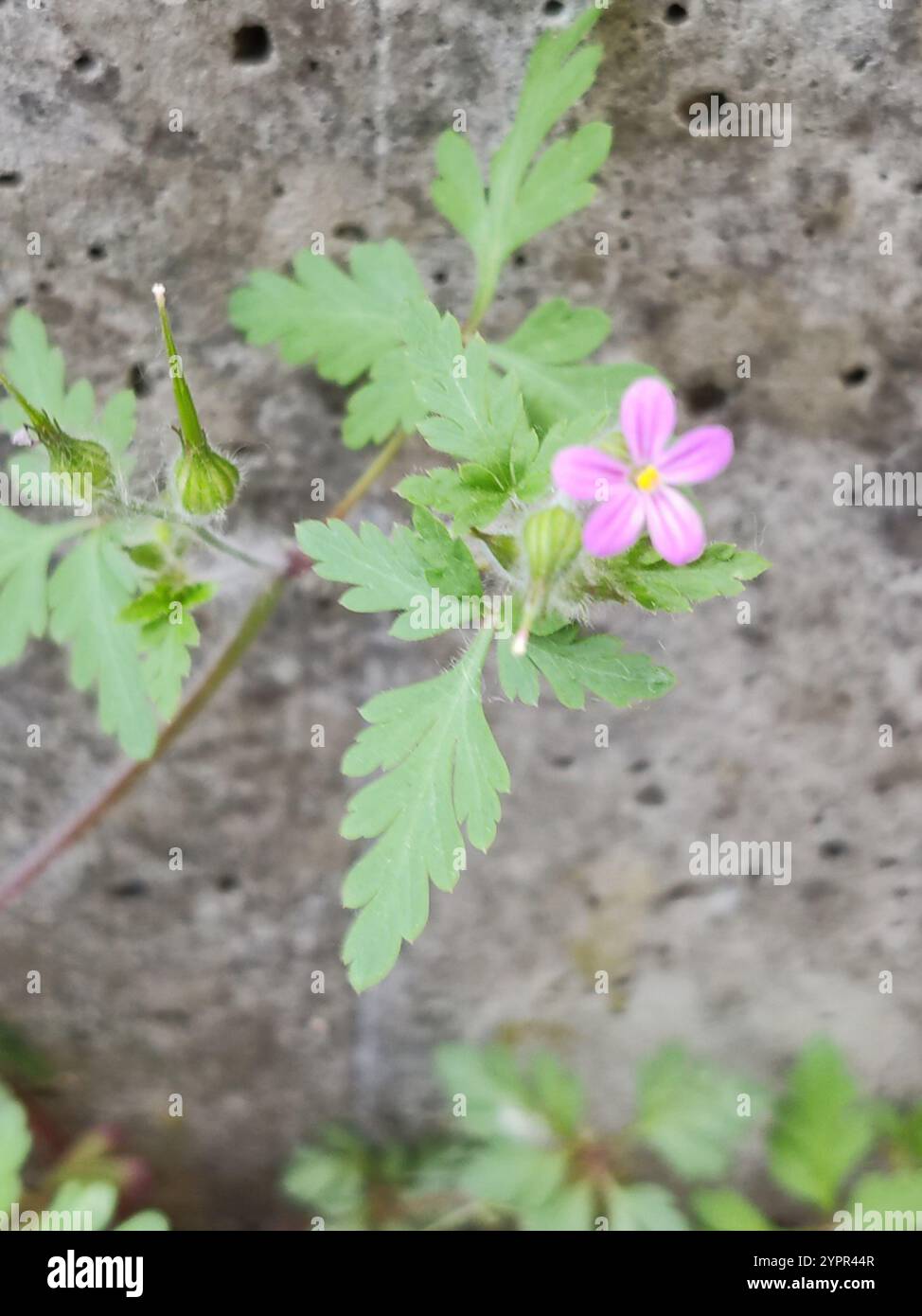 Little-Robin (Geranium purpureum Stock Photo - Alamy