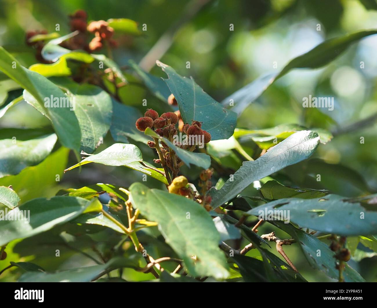 Kamala (Mallotus philippensis Stock Photo - Alamy
