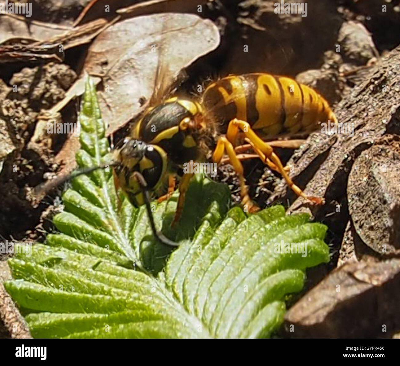 Eastern Yellowjacket (Vespula maculifrons Stock Photo - Alamy